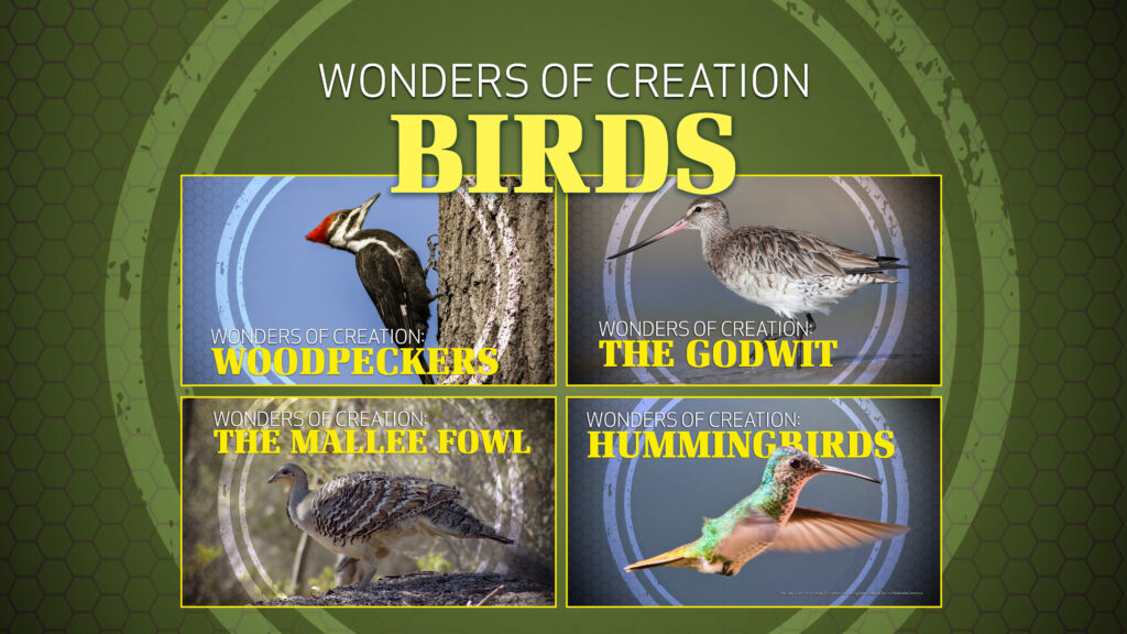 Teacher’s Guide | Wonders of Creation Classroom Series | WVBS Online Video