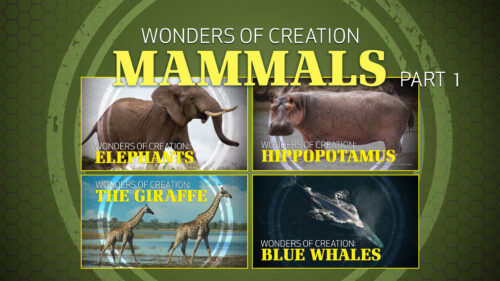 3. Mammals (Part 1) | Wonders of Creation Classroom Series | WVBS Online Video