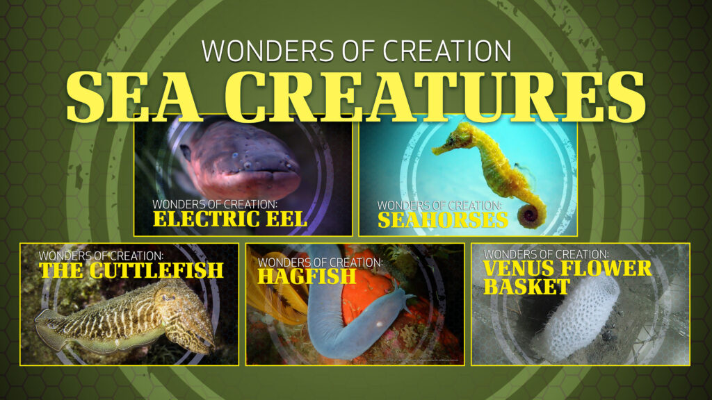 God Made Sea Creatures | WVBS Online Video