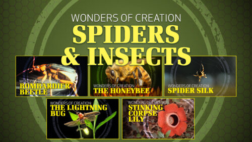 7. Insects and Spiders | Wonders of Creation Classroom Series | WVBS ...