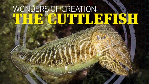 Wonders of Creation: Cuttlefish | WVBS Online Video