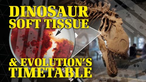 Dinosaur Soft Tissue and Evolution’s Timetable | WVBS Online Video